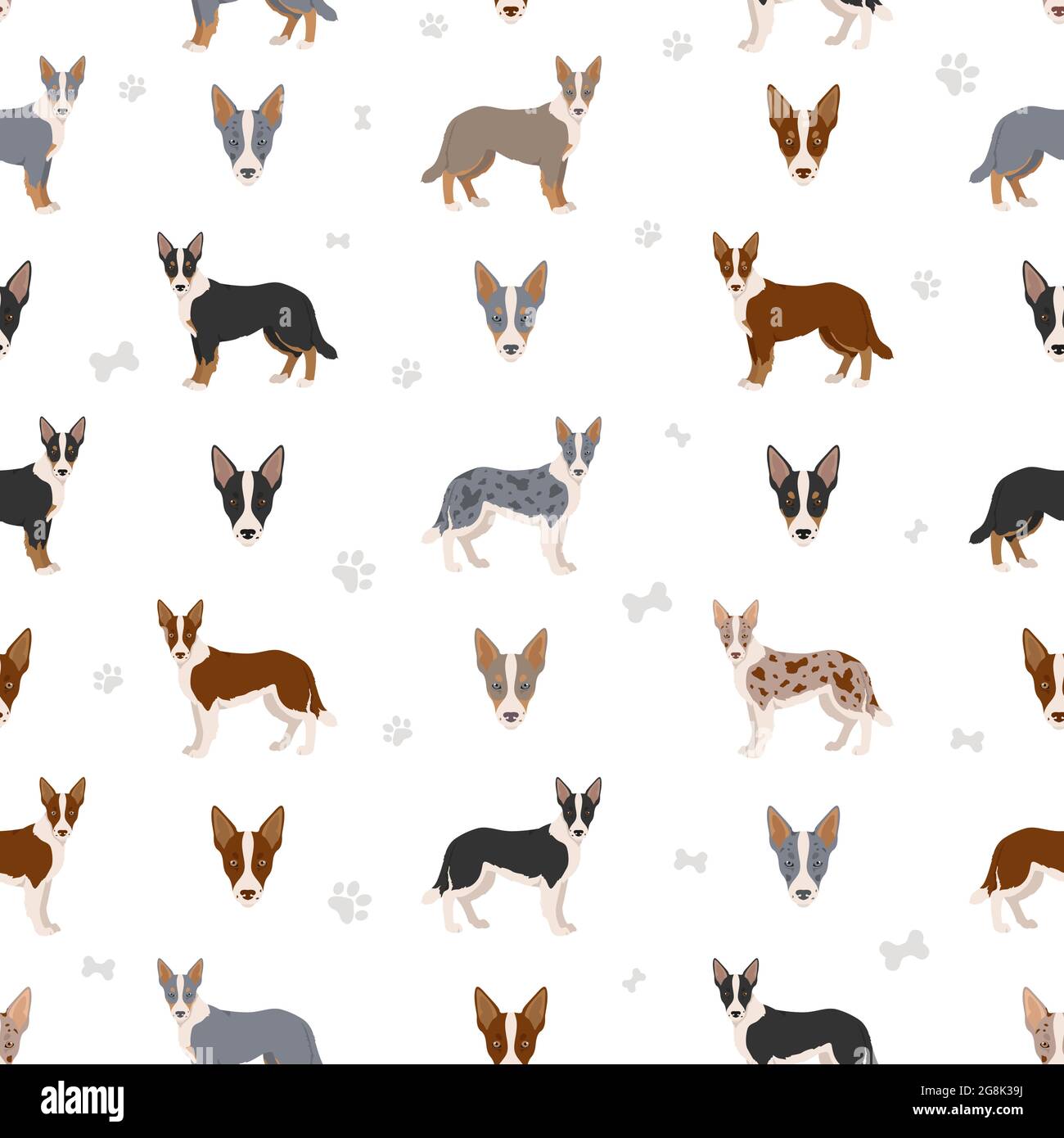 Smooth Border Collie