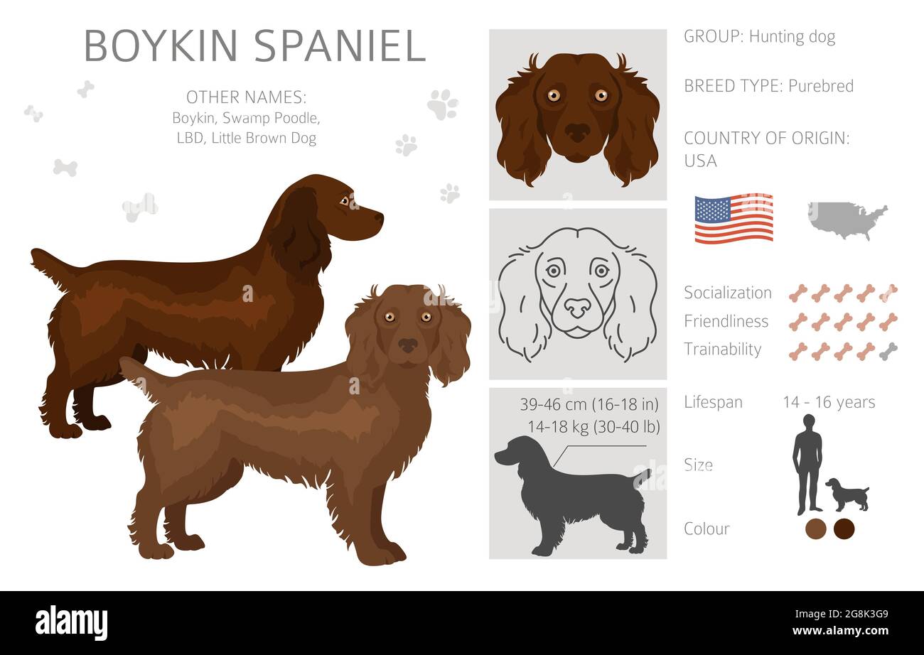 Boykin spaniel clipart. Different coat colors and poses set. Vector ...