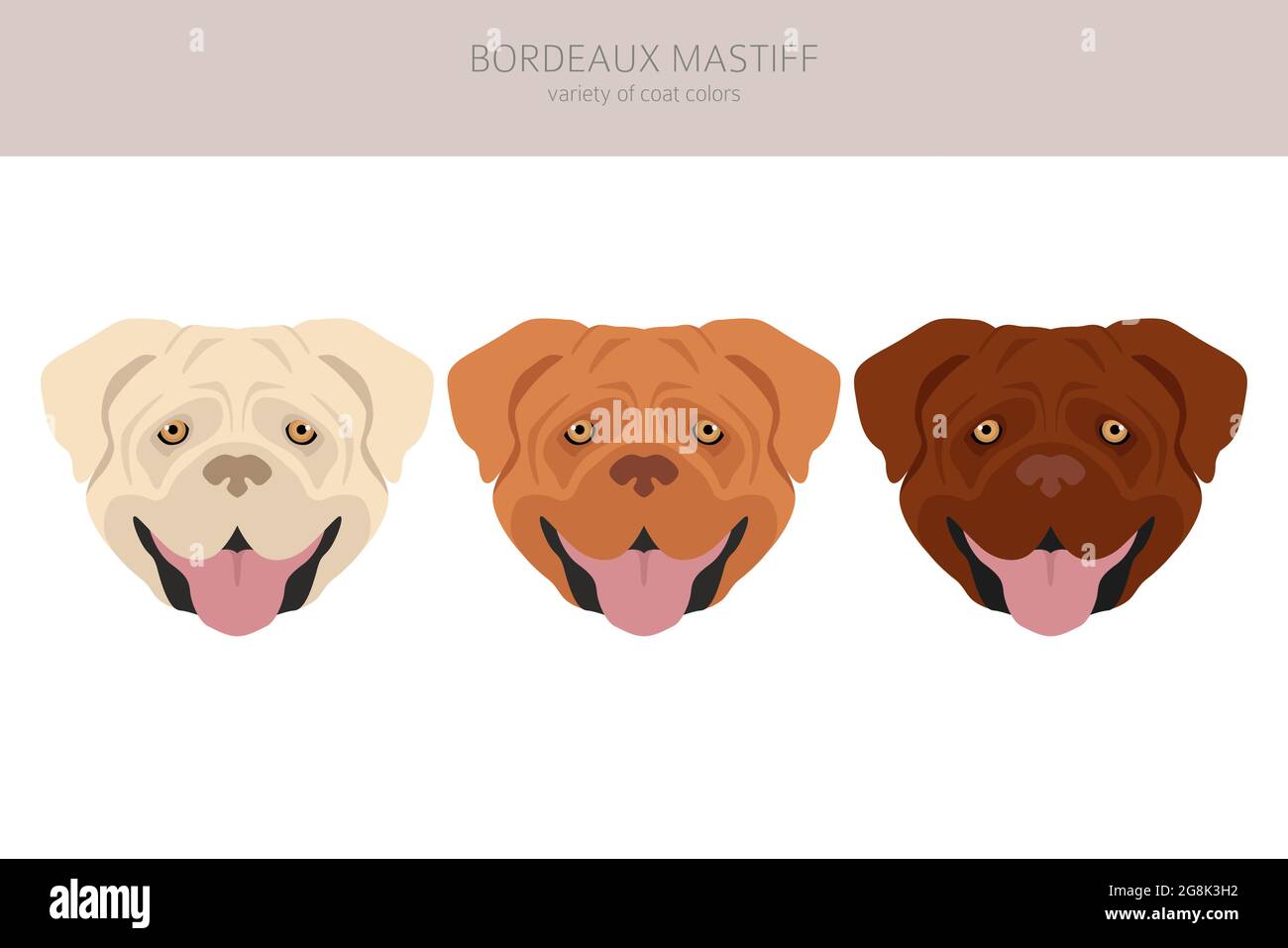 Bordeaux mastiff clipart. Different coat colors and poses set. Vector ...