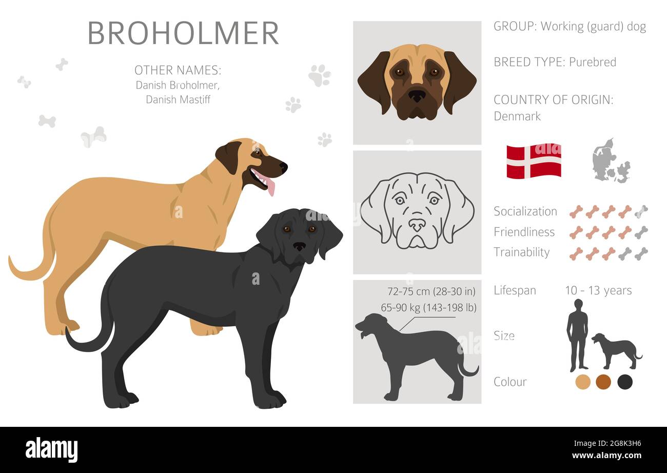 Is A Broholmer An Intelligent Breed