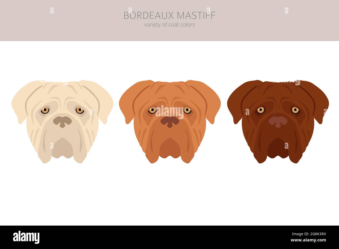 Bordeaux mastiff clipart. Different coat colors and poses set. Vector ...