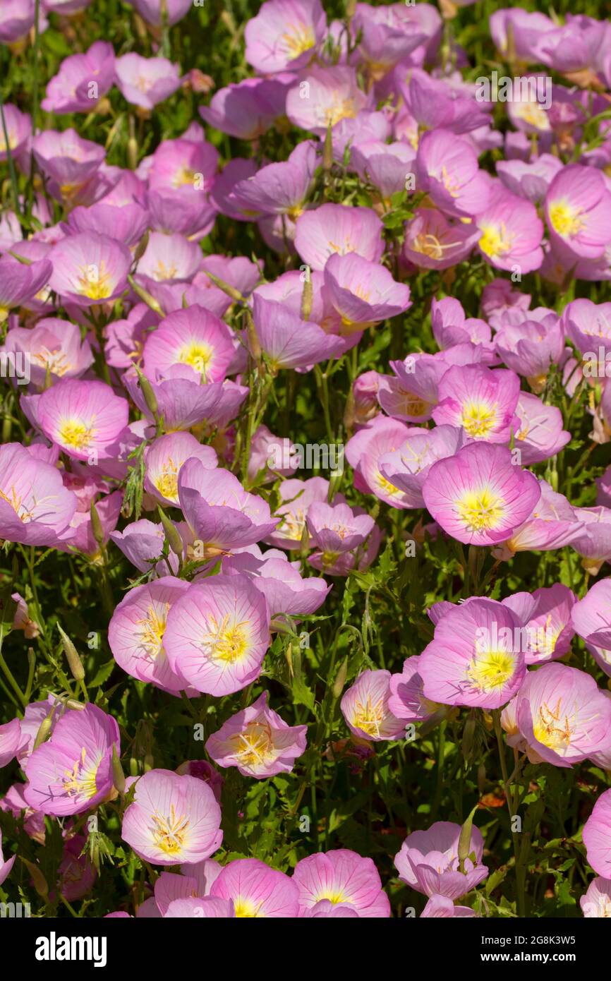 The state flower of indiana hi-res stock photography and images - Alamy