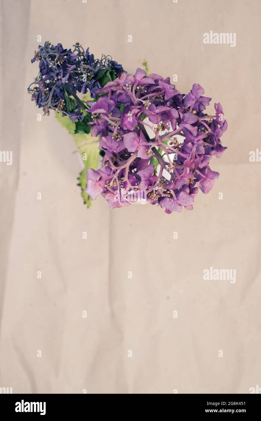 Top view of wilted dry violet flowers in a flower vase isolated on a ...