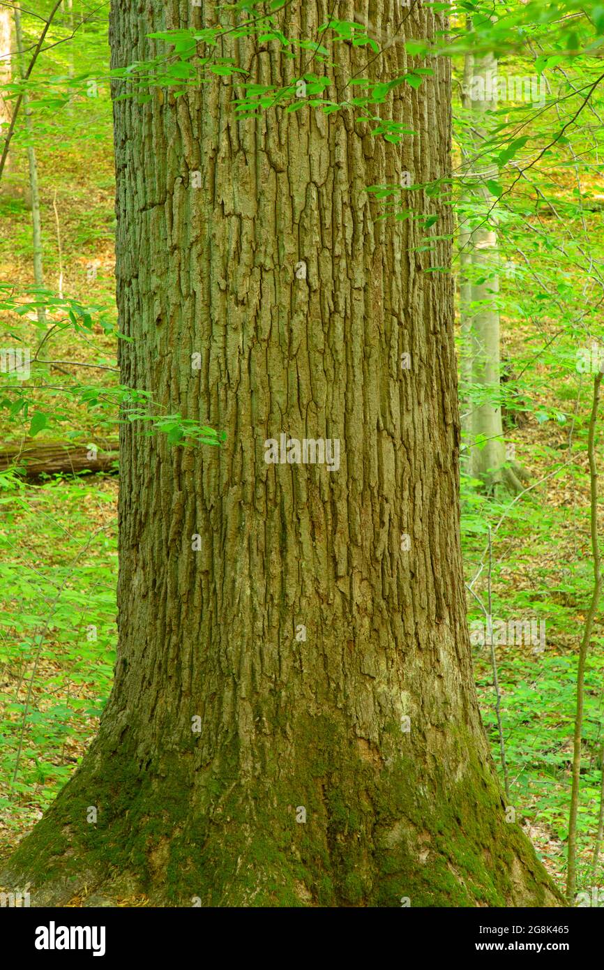 Donaldson Woods ancient forest, Spring Mill State Park, Indiana Stock ...