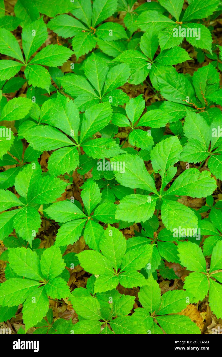 Virginia creeper (Parthenocissus quinquefolia), Spring Mill State Park ...