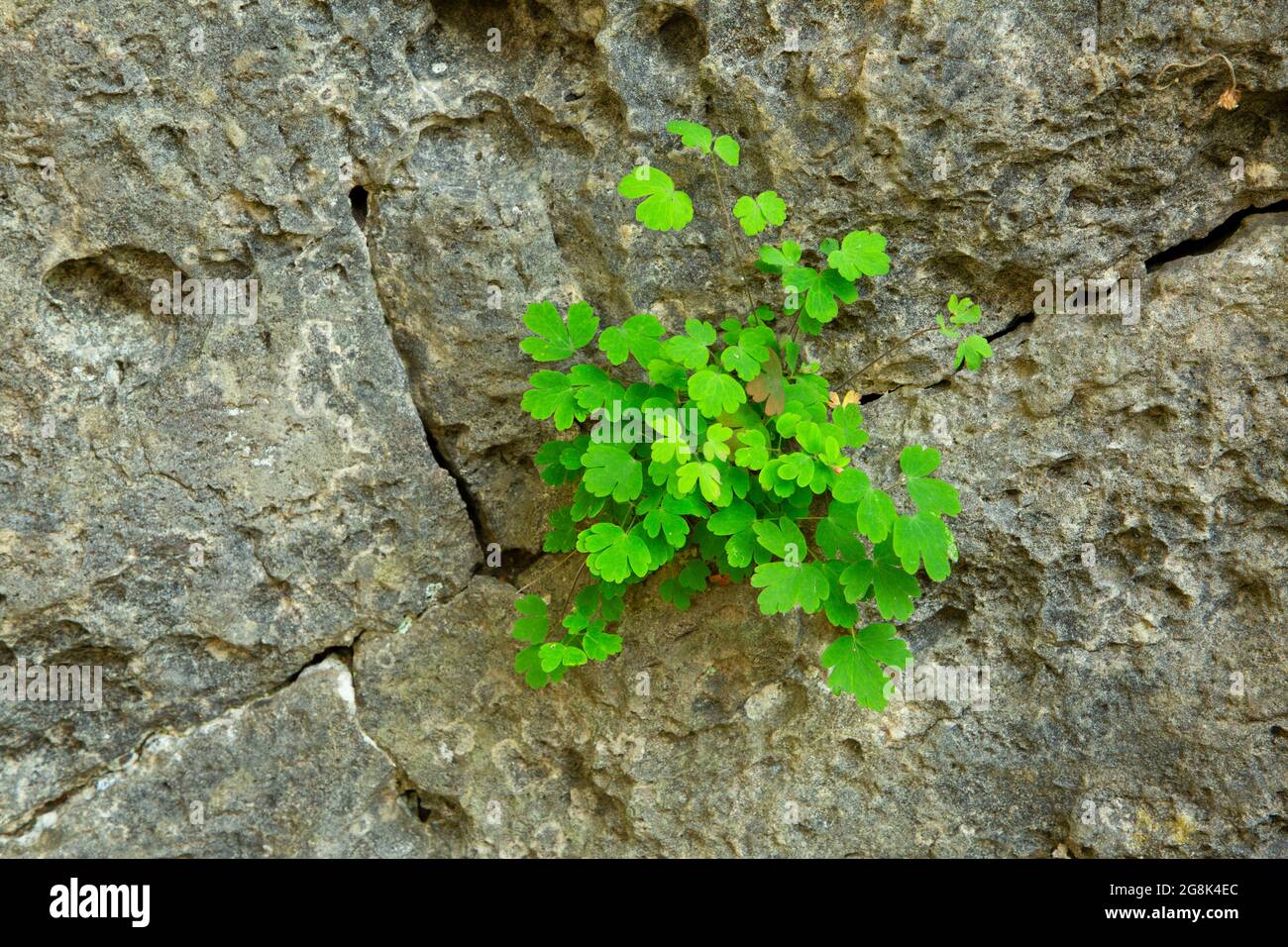 Wall plant in the cliff hi-res stock photography and images - Alamy