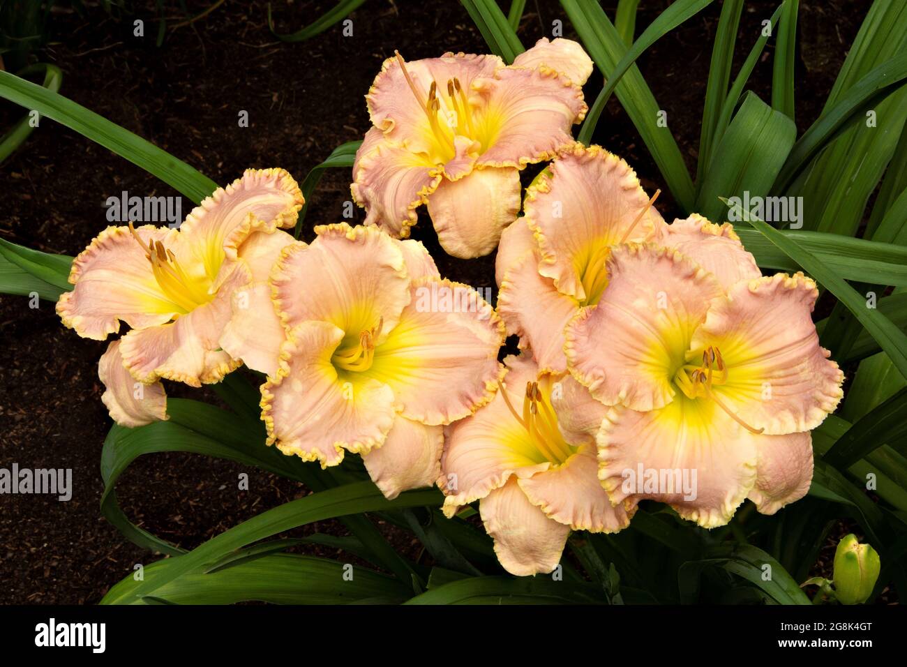 Six edges hi-res stock photography and images - Alamy