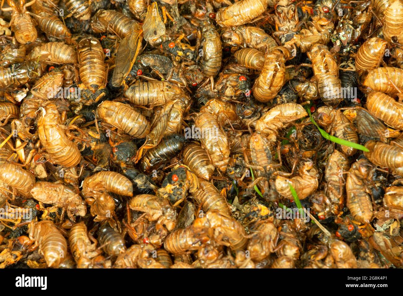 Cicada husks, Clifty Canyon State Park, Indiana Stock Photo - Alamy