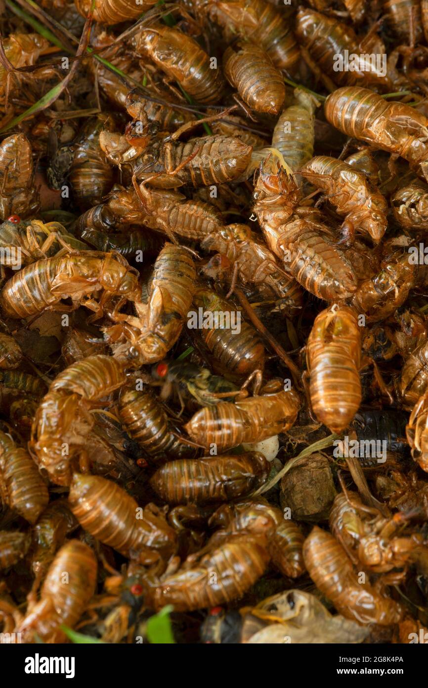 Cicada husks, Clifty Canyon State Park, Indiana Stock Photo - Alamy