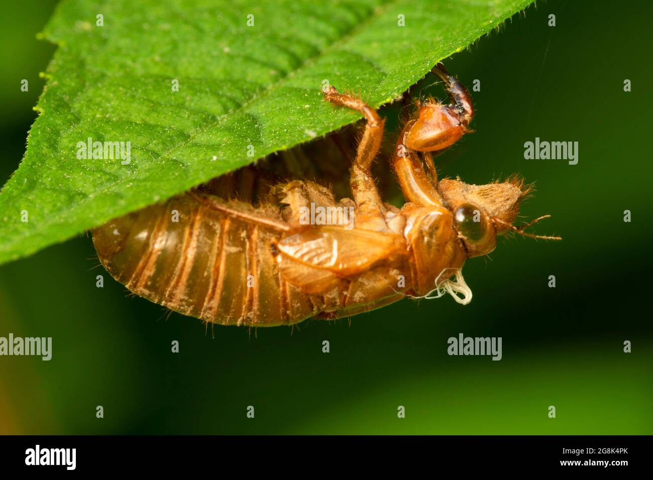 Cicada husk, Clifty Canyon State Park, Indiana Stock Photo - Alamy