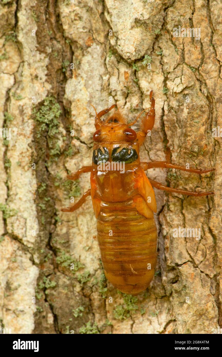 Cicada nymph hi-res stock photography and images - Alamy