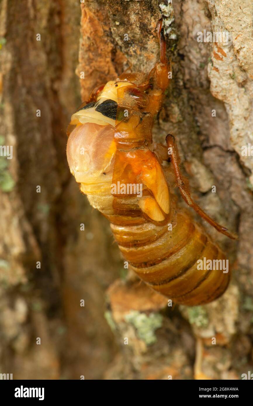Cicada hatching, Clifty Canyon State Park, Indiana Stock Photo - Alamy