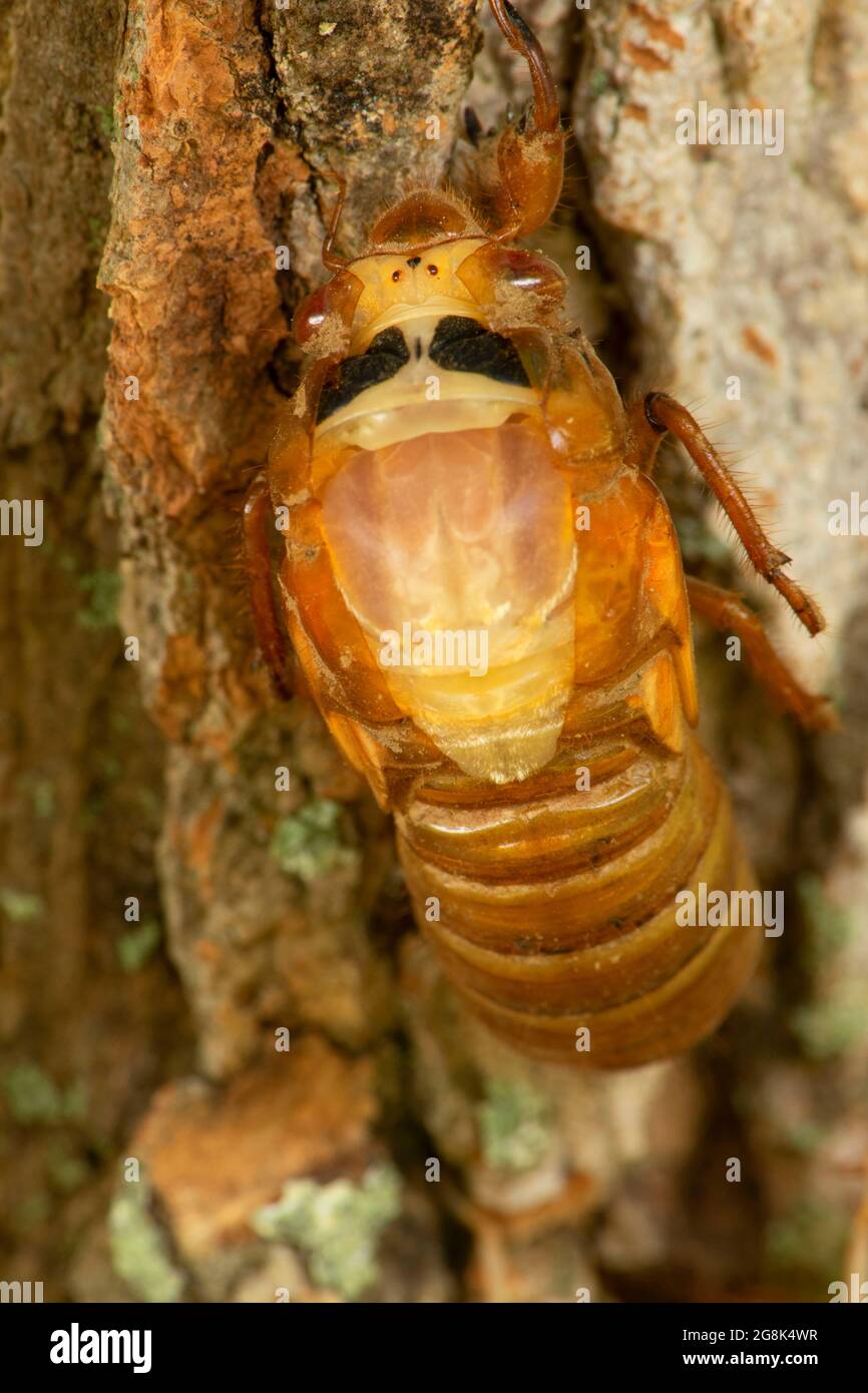 Cicada hatching, Clifty Canyon State Park, Indiana Stock Photo - Alamy