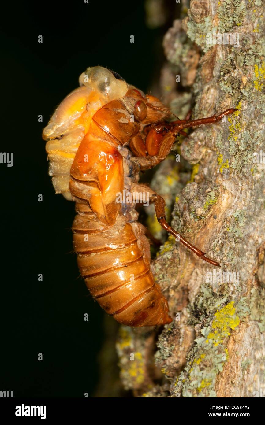 Cicada hatching, Clifty Canyon State Park, Indiana Stock Photo - Alamy