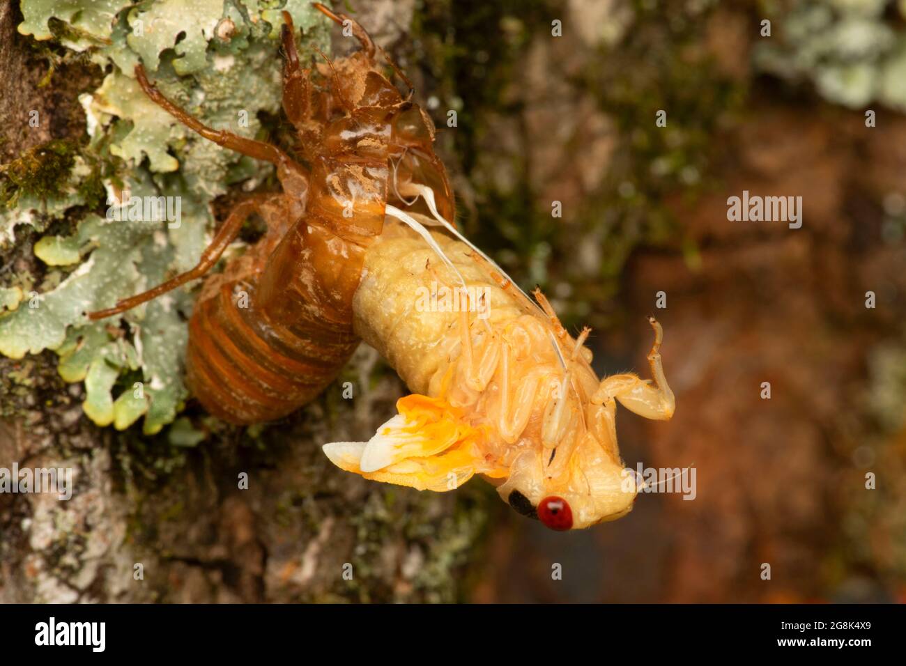 Cicada hatching, Clifty Canyon State Park, Indiana Stock Photo - Alamy