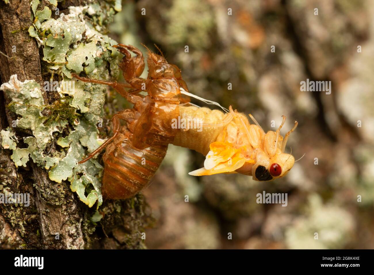Cicada hatching, Clifty Canyon State Park, Indiana Stock Photo - Alamy