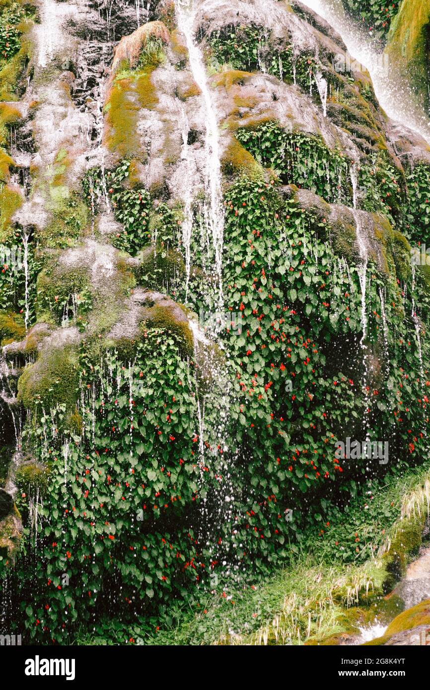 Beautiful vertical shot forest hi-res stock photography and images - Alamy