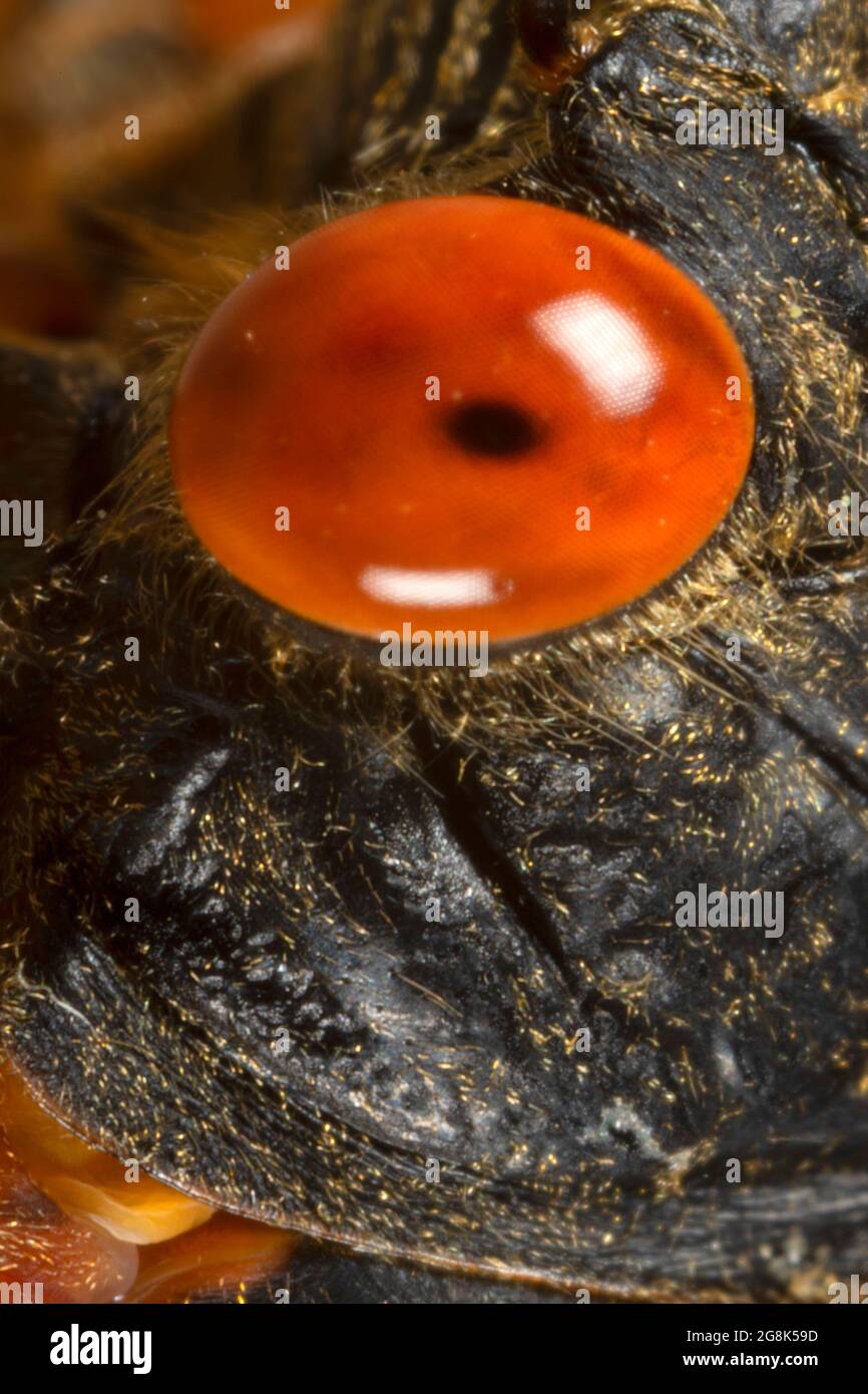 Cicada eye, Clifty Canyon State Park, Indiana Stock Photo - Alamy