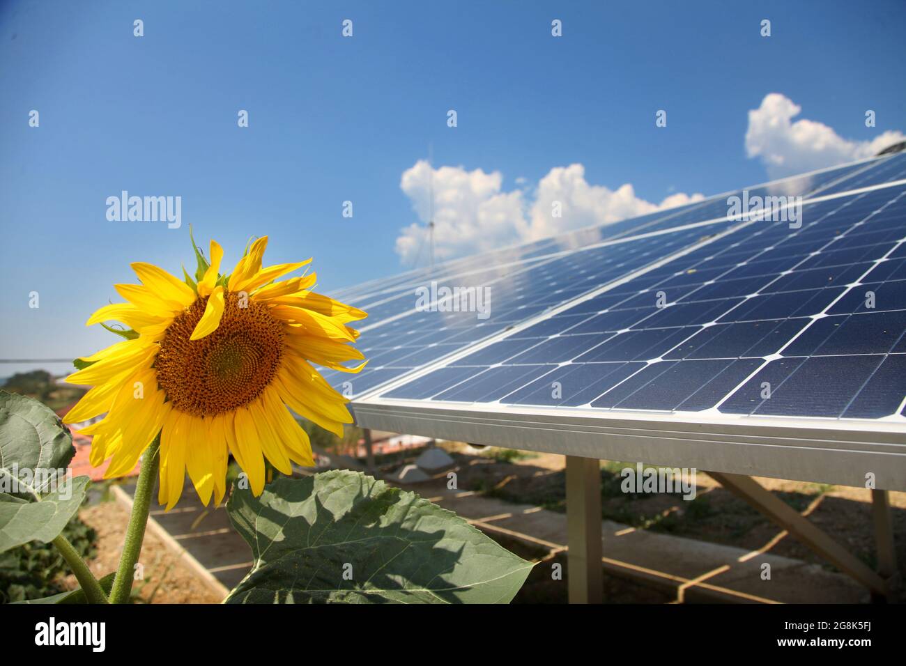 Solar panels sunflower on field hi-res stock photography and images - Alamy