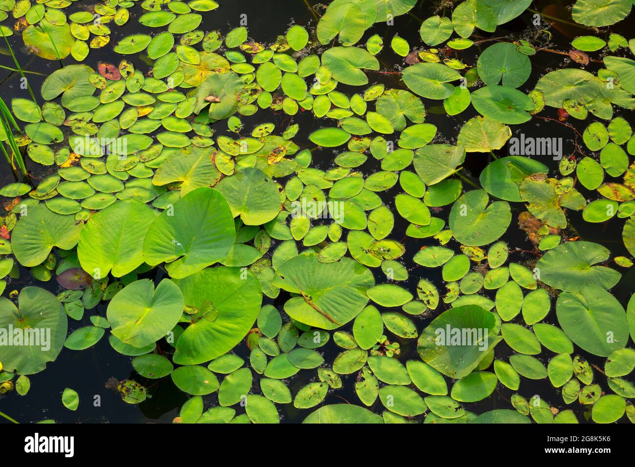 Discovery Pond lily pads, Muscatatuck National Wildlife Refuge, Indiana ...