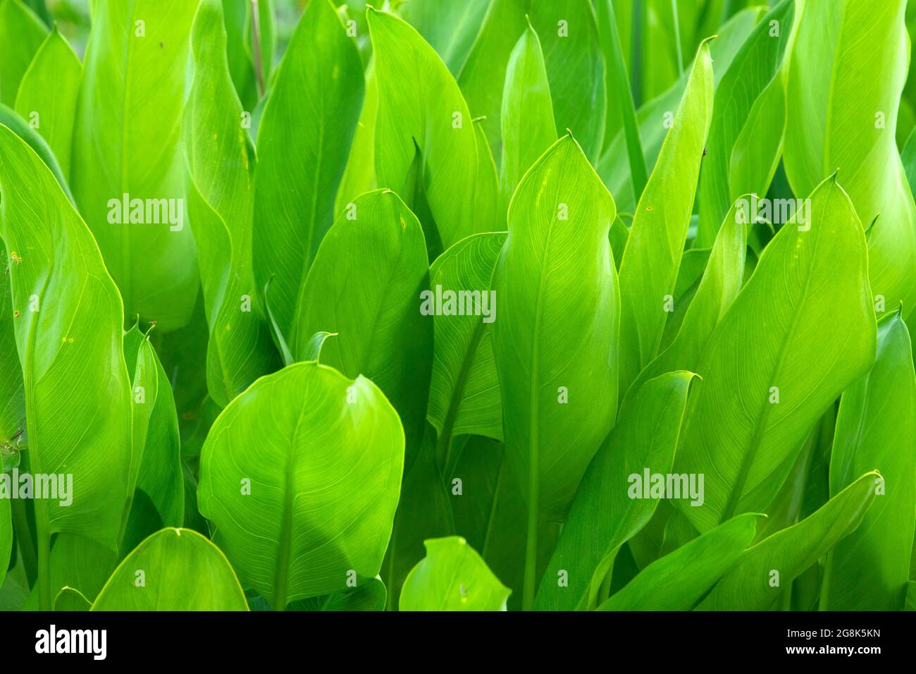 Jackson washington state forest hi-res stock photography and images - Alamy