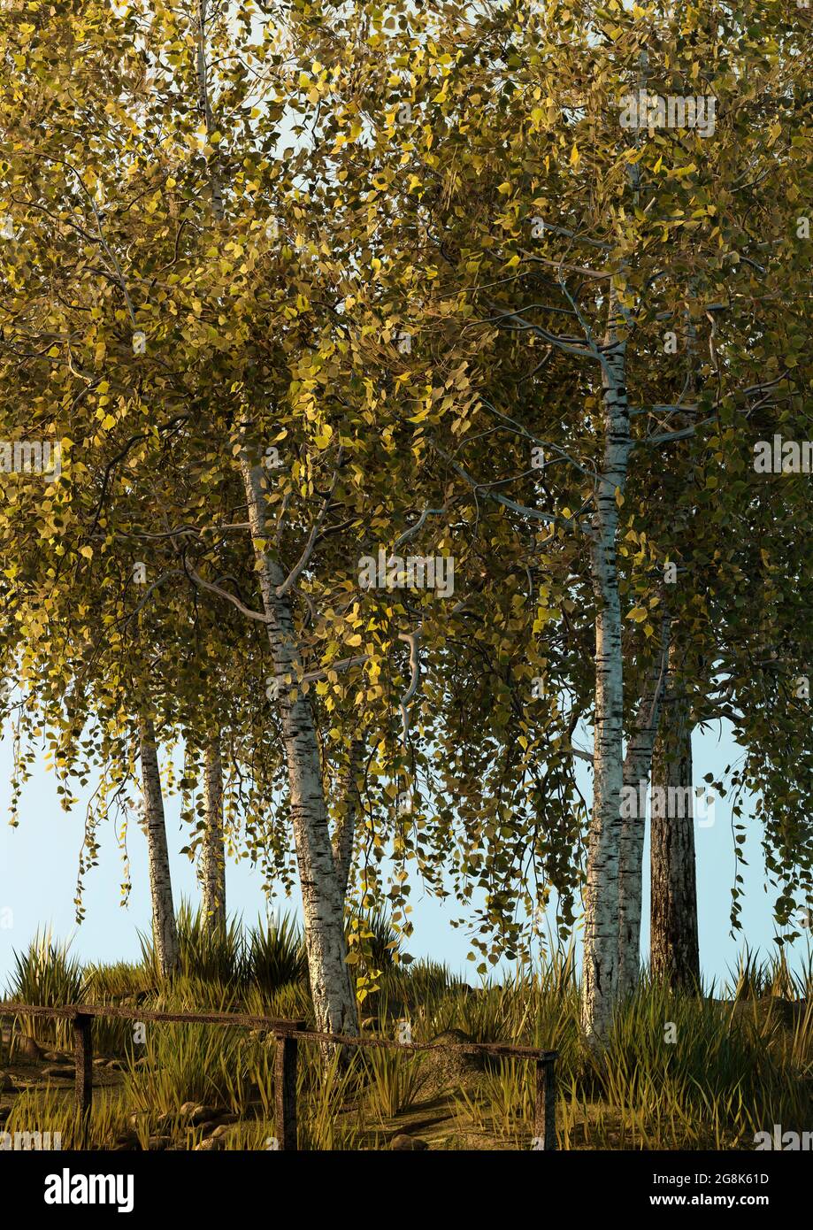 3d rendering birch tree hi-res stock photography and images - Alamy