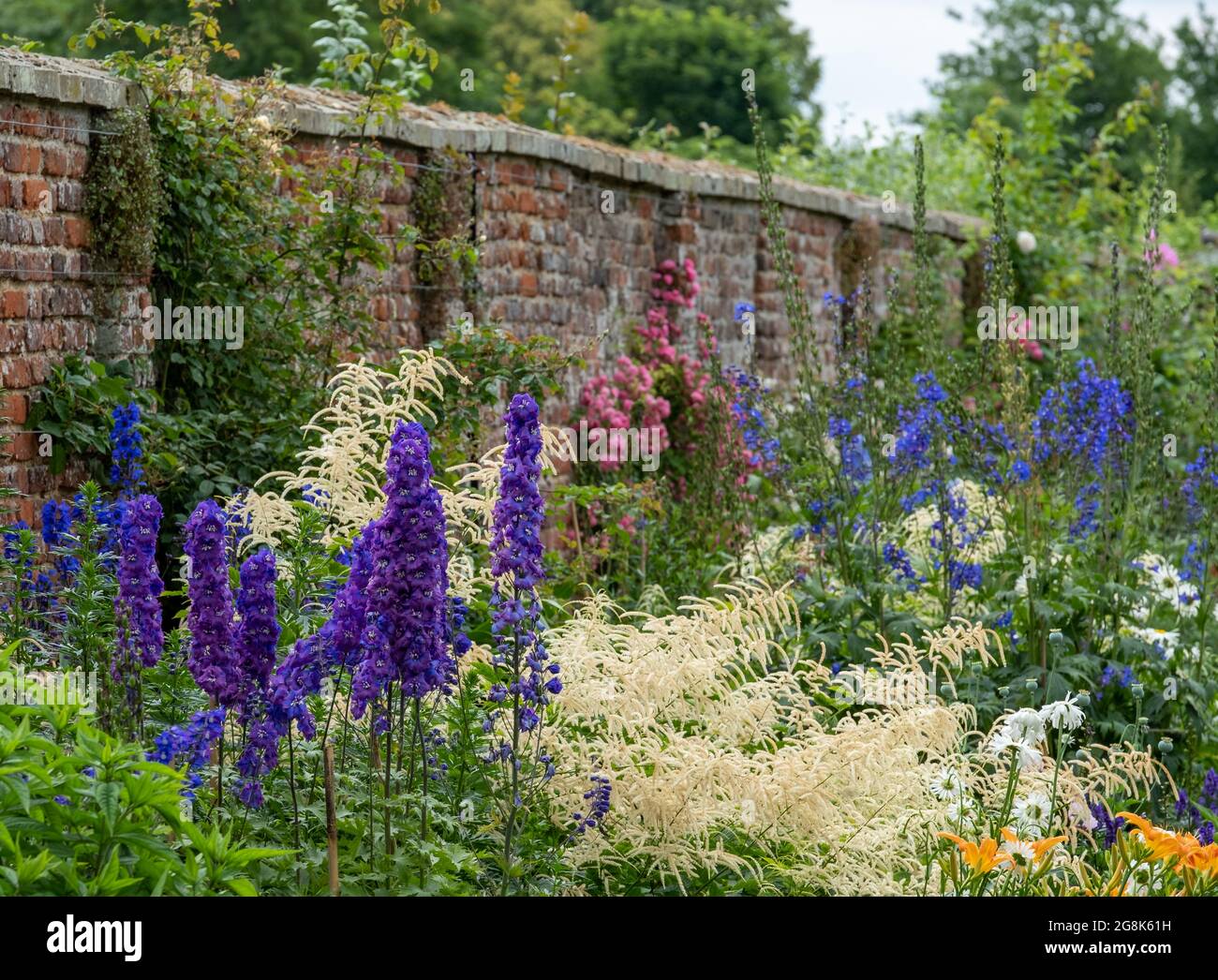 Colourful flower bed with purple Catmint flowers, also known as Nepeta ...