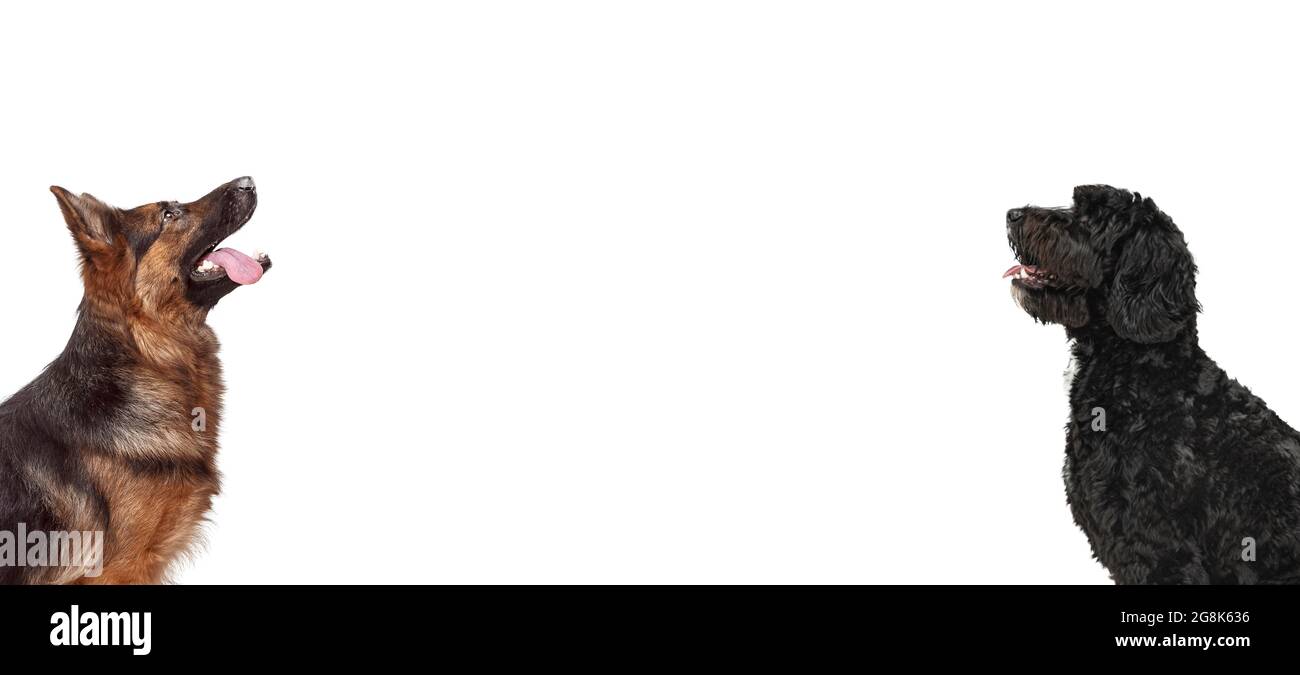 Art collage made of funny dogs different breeds posing isolated over ...