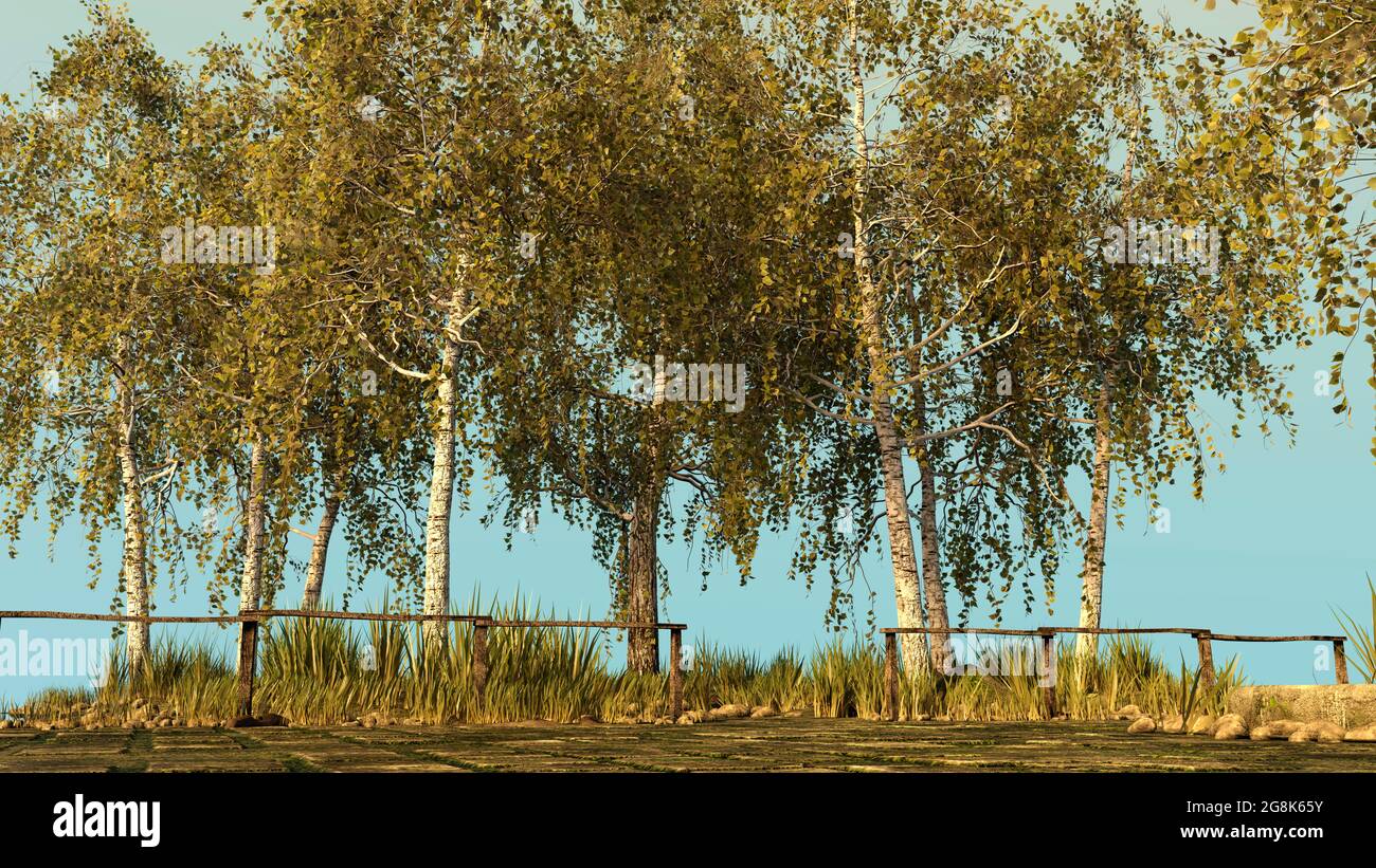 3d rendering birch tree hi-res stock photography and images - Alamy
