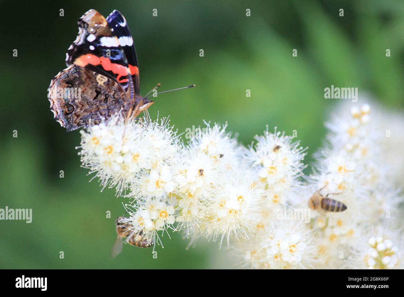 False sumac hi-res stock photography and images - Alamy