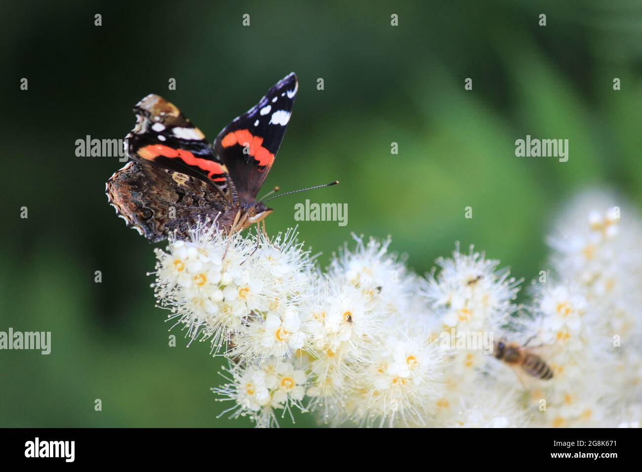 False sumac hi-res stock photography and images - Alamy