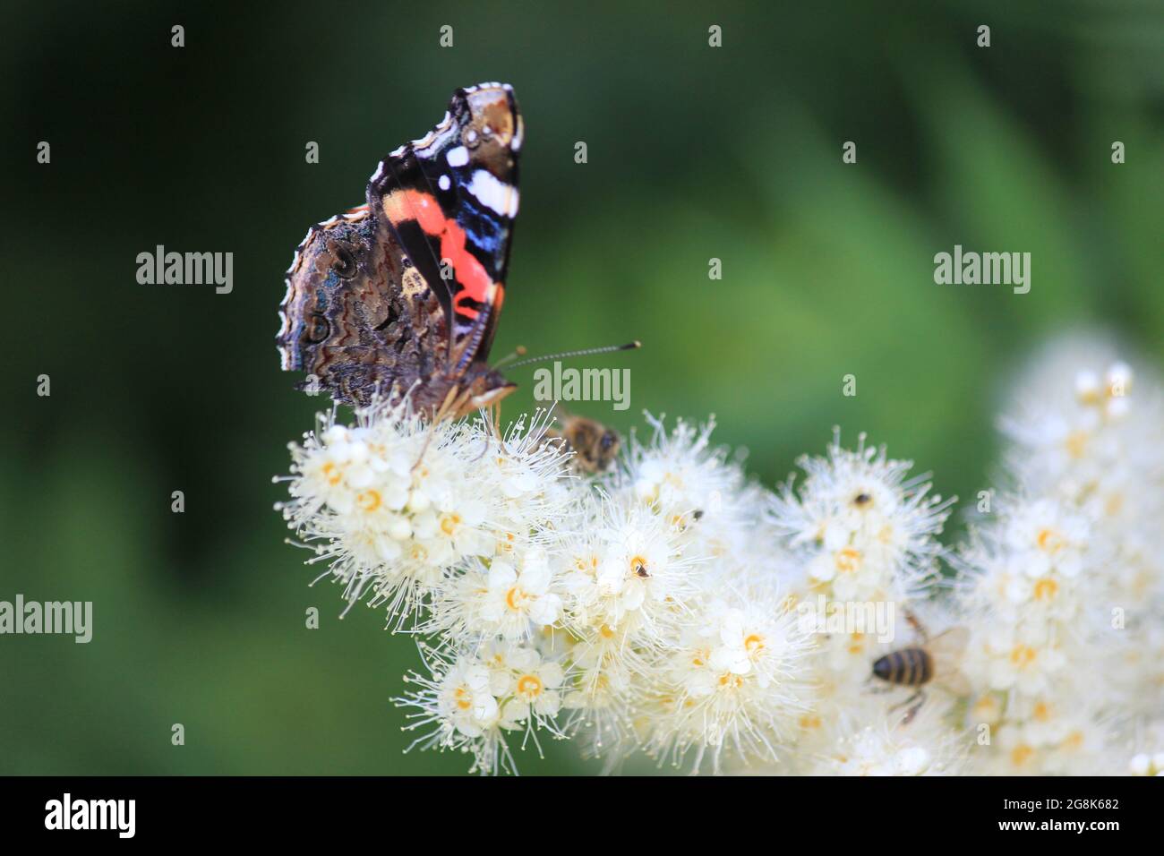 False sumac hi-res stock photography and images - Alamy