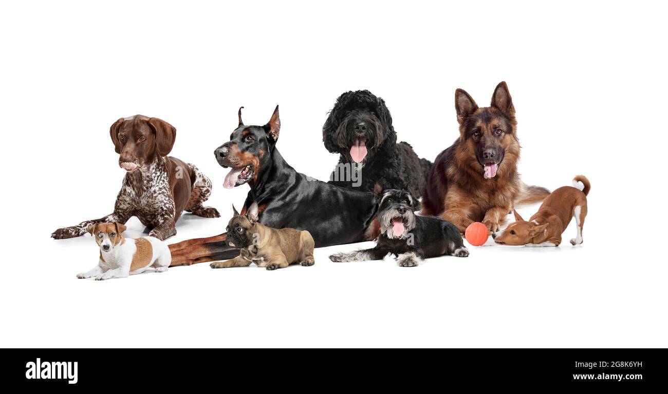 Art collage made of funny dogs different breeds posing isolated over white studio background ...