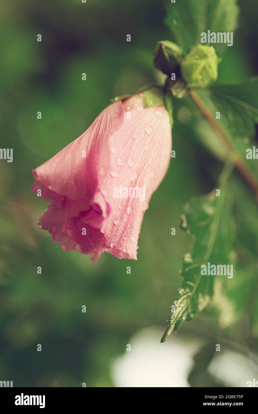 beautiful pink flowers in the garden with spring bokeh background Stock ...