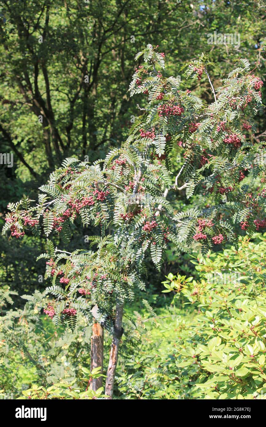 Sorbus vilmorinii hi-res stock photography and images - Alamy