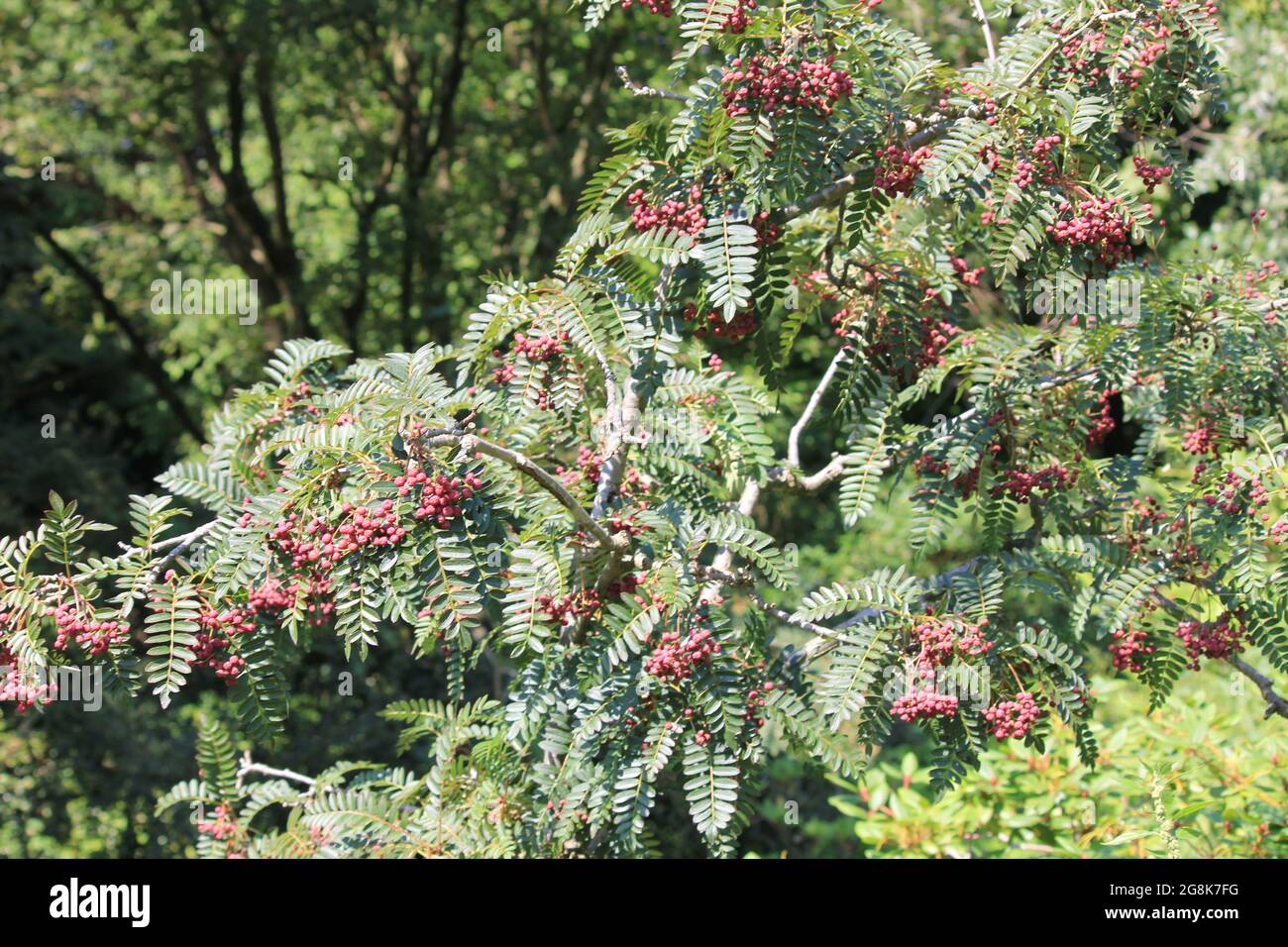 Sorbus vilmorinii plant hi-res stock photography and images - Alamy