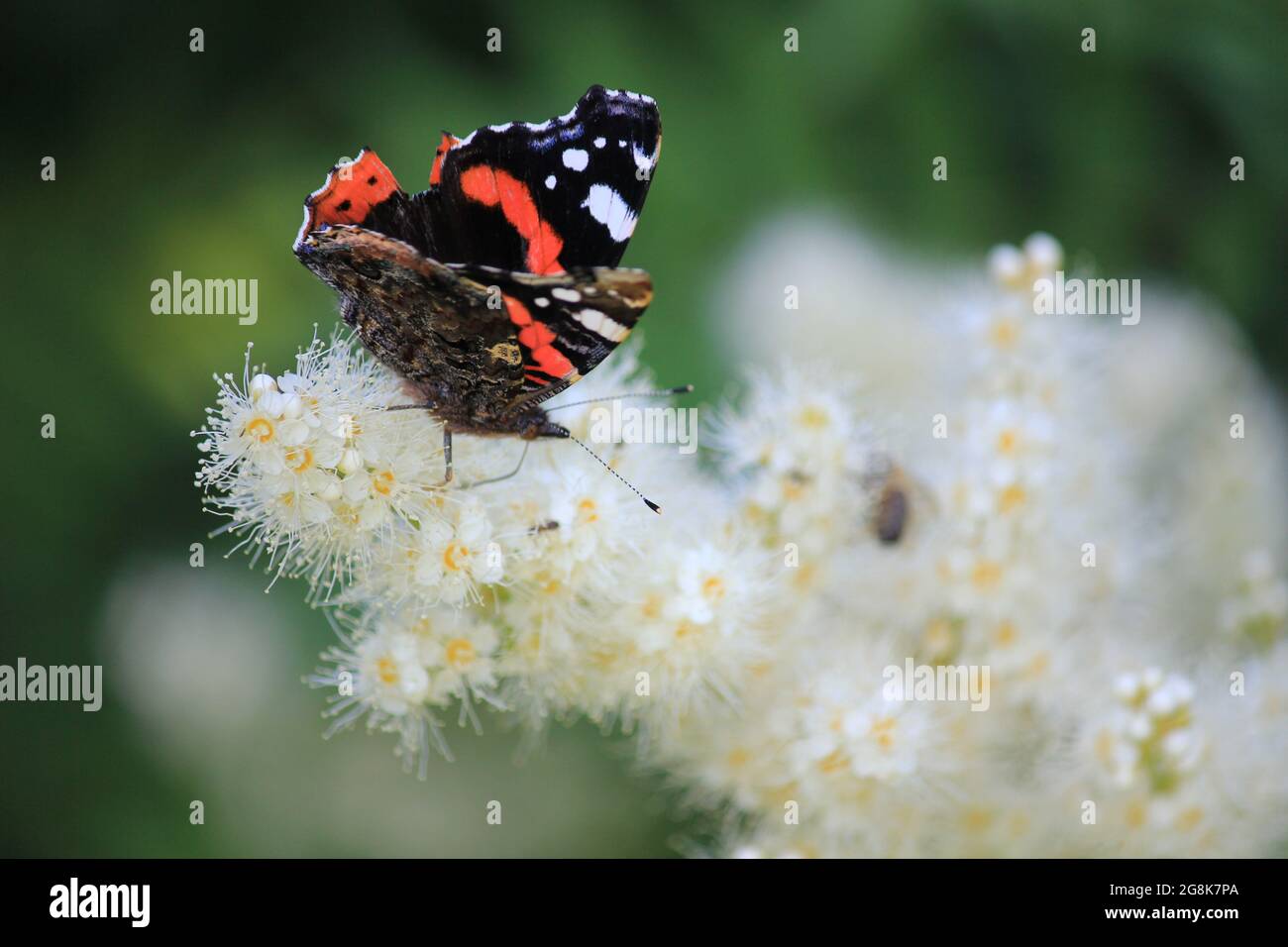 False sumac hi-res stock photography and images - Alamy