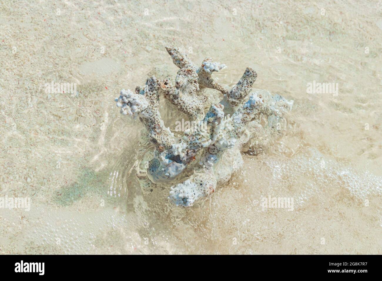 White beach sand with corals and shells on Madivaru and Finolhu in ...
