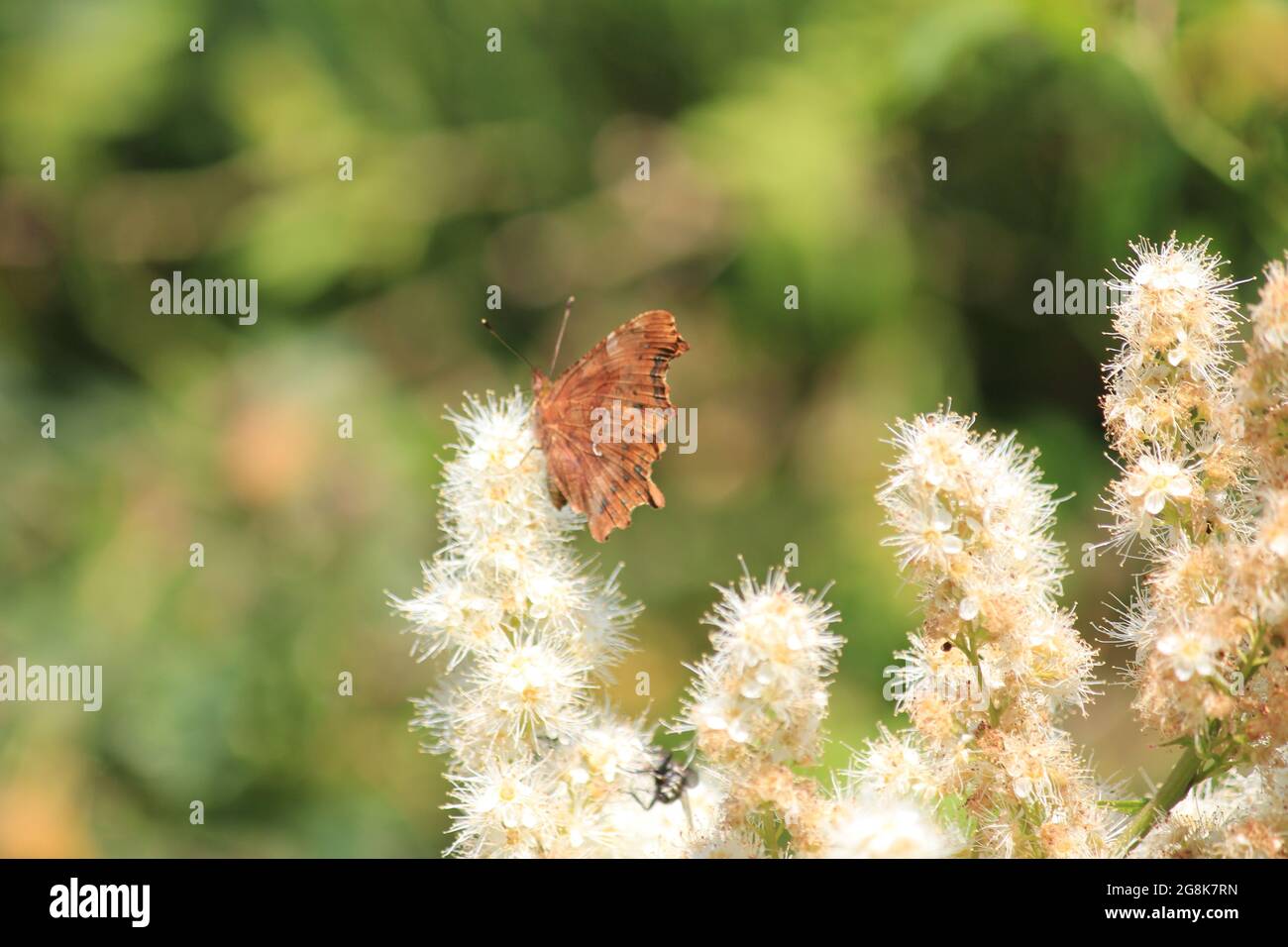 False sumac hi-res stock photography and images - Alamy