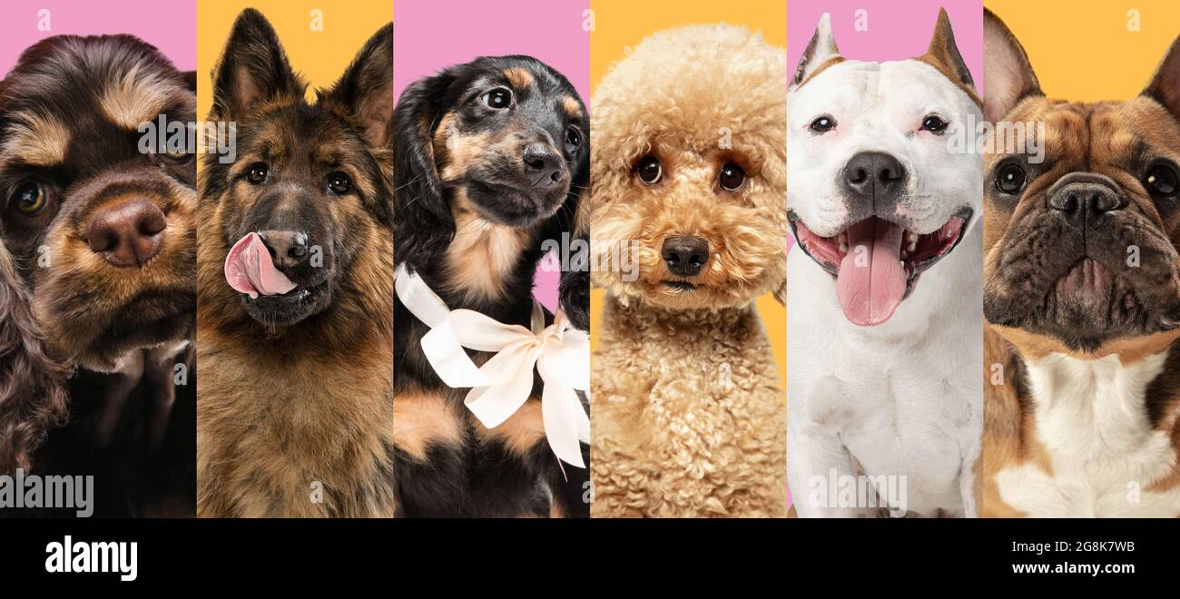 Collage made of close-up cropped portrait of funny dogs different ...