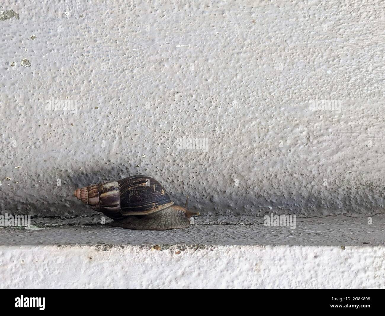 Snail hiding in shell hi-res stock photography and images - Alamy