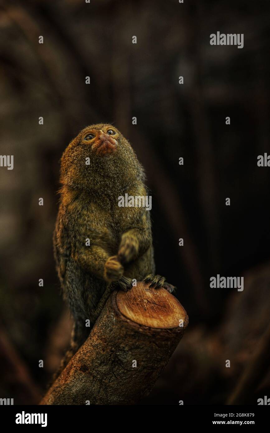 Cute pygmy marmoset monkey looking up while sitting on a log against a ...