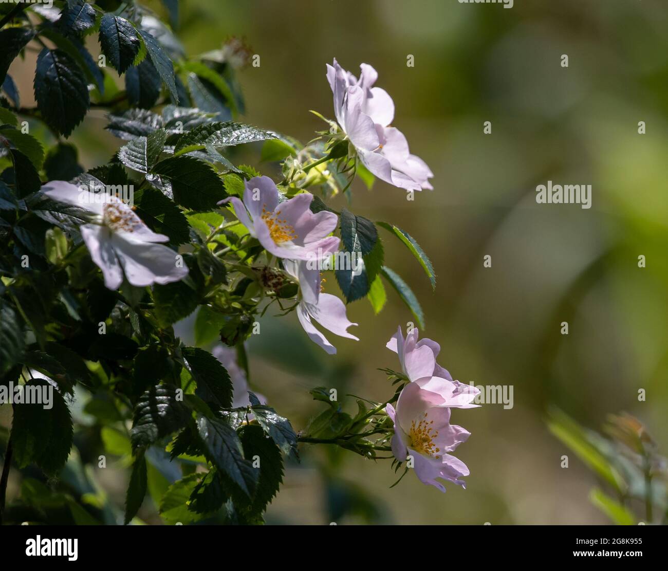 Shallow focus of white Dog-rose flowers with green blurred background ...