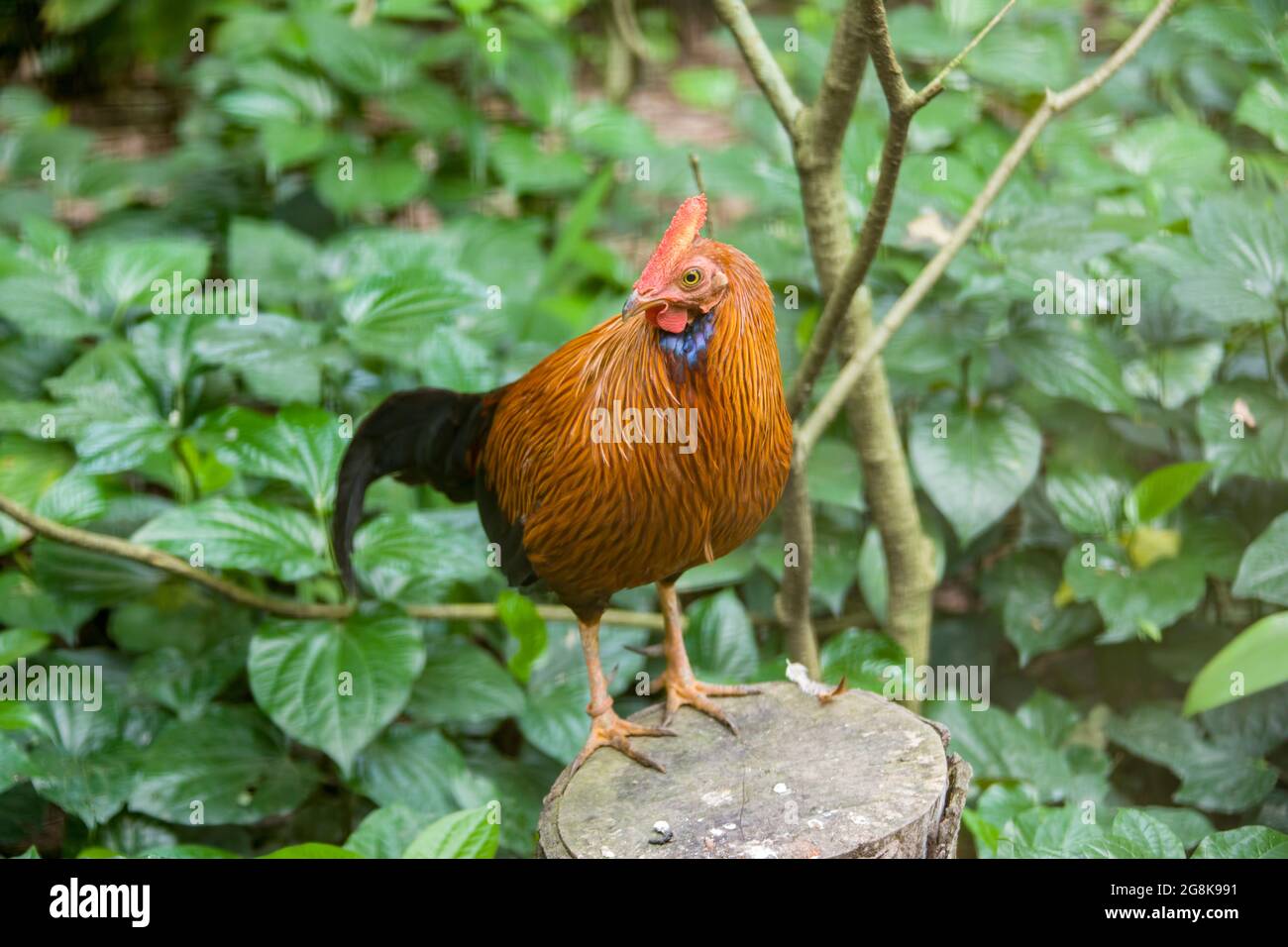 The male Sri Lankan junglefowl (Gallus lafayettii). It is a member of ...