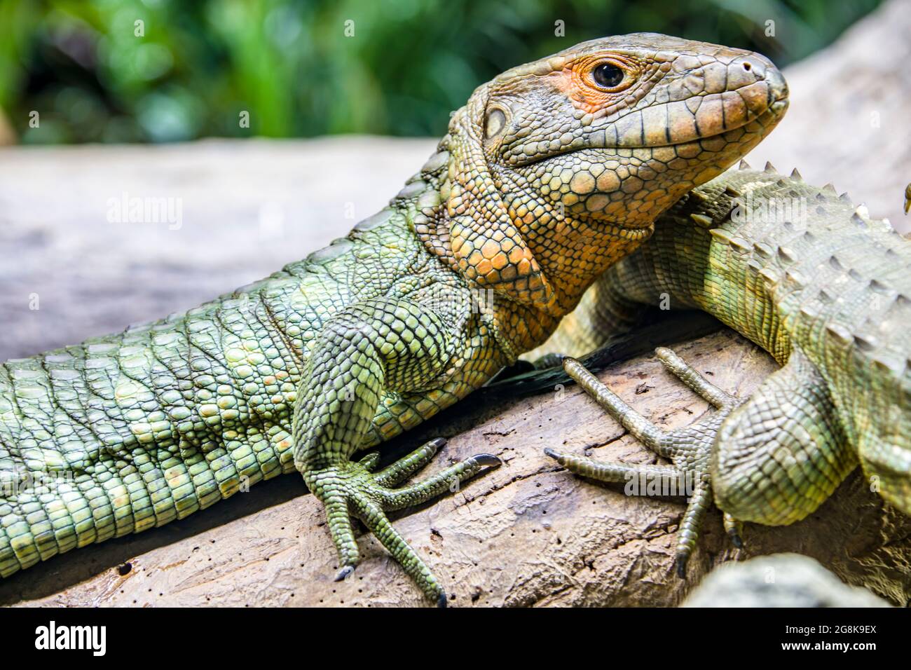 The Northern caiman lizard lies on the trunk. It is a species of lizard ...