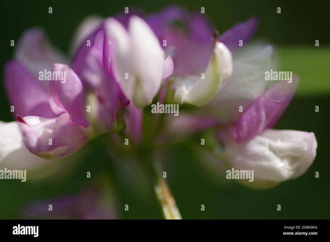 Blades of variegated grass hi-res stock photography and images - Alamy