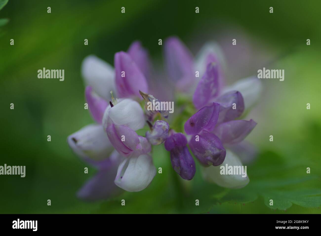 Blades of variegated grass hi-res stock photography and images - Alamy