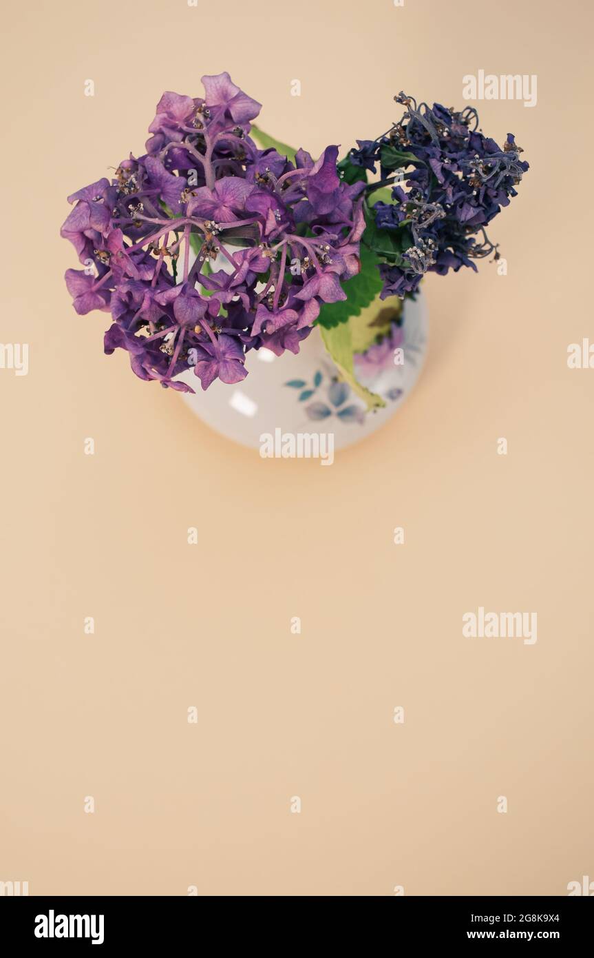 Top view of wilted dry violet flowers in a flower vase isolated on a ...