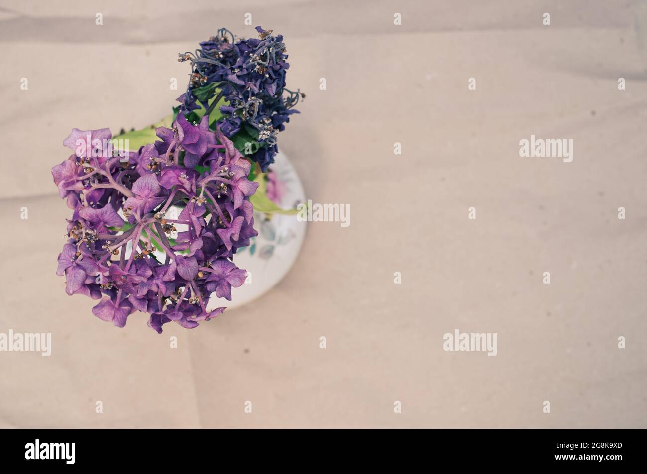 Top view of wilted dry violet flowers in a flower vase isolated on a ...