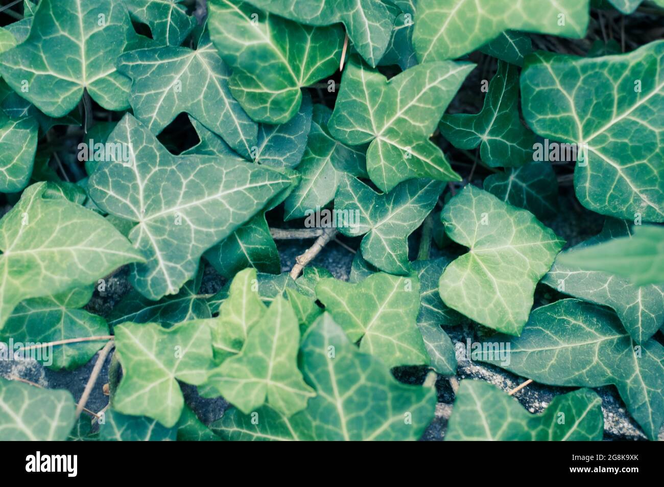 Common ivy foliage hedera hi-res stock photography and images - Alamy
